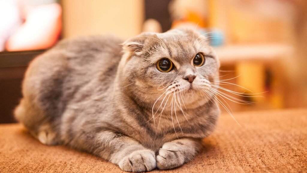 Scottish Fold - Macskanevek